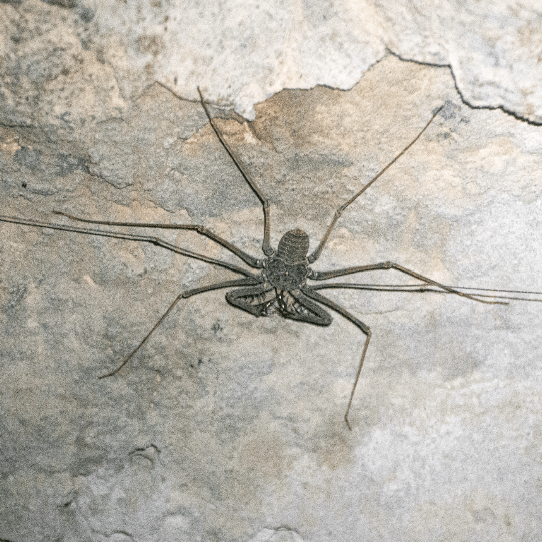Amblipígios: os aracnídeos que parecem aranhas, mas não são